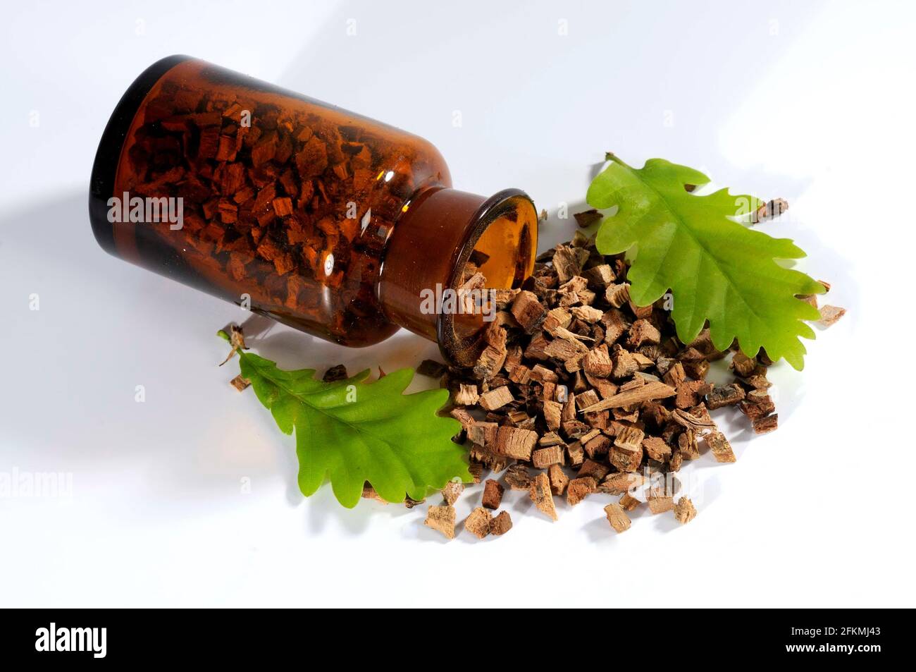 English oak (Quercus robur), bark, oak bark, bottle Stock Photo - Alamy