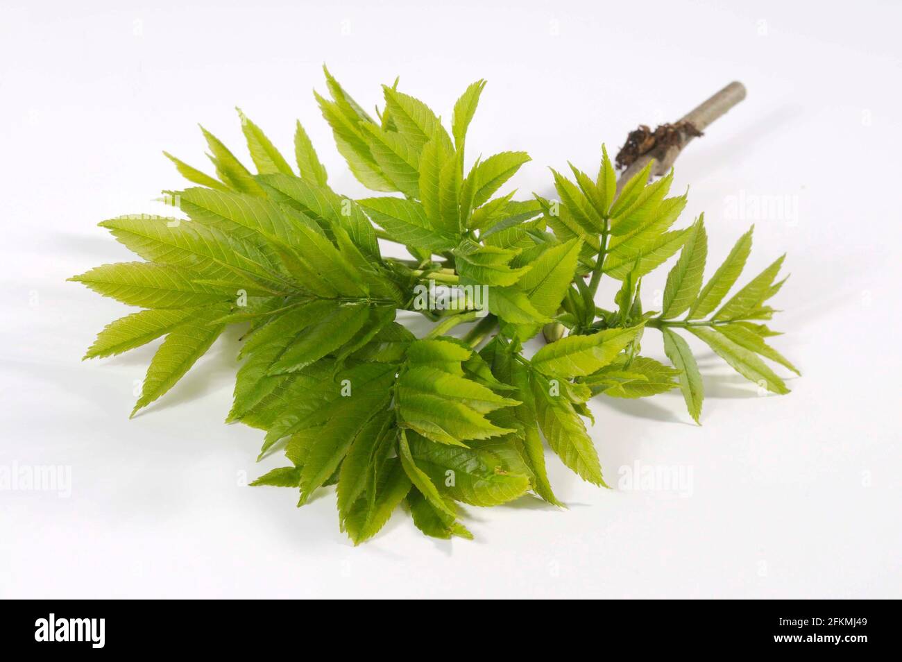 Common ash, Common ash (Fraxinus excelsior), High ash Stock Photo - Alamy