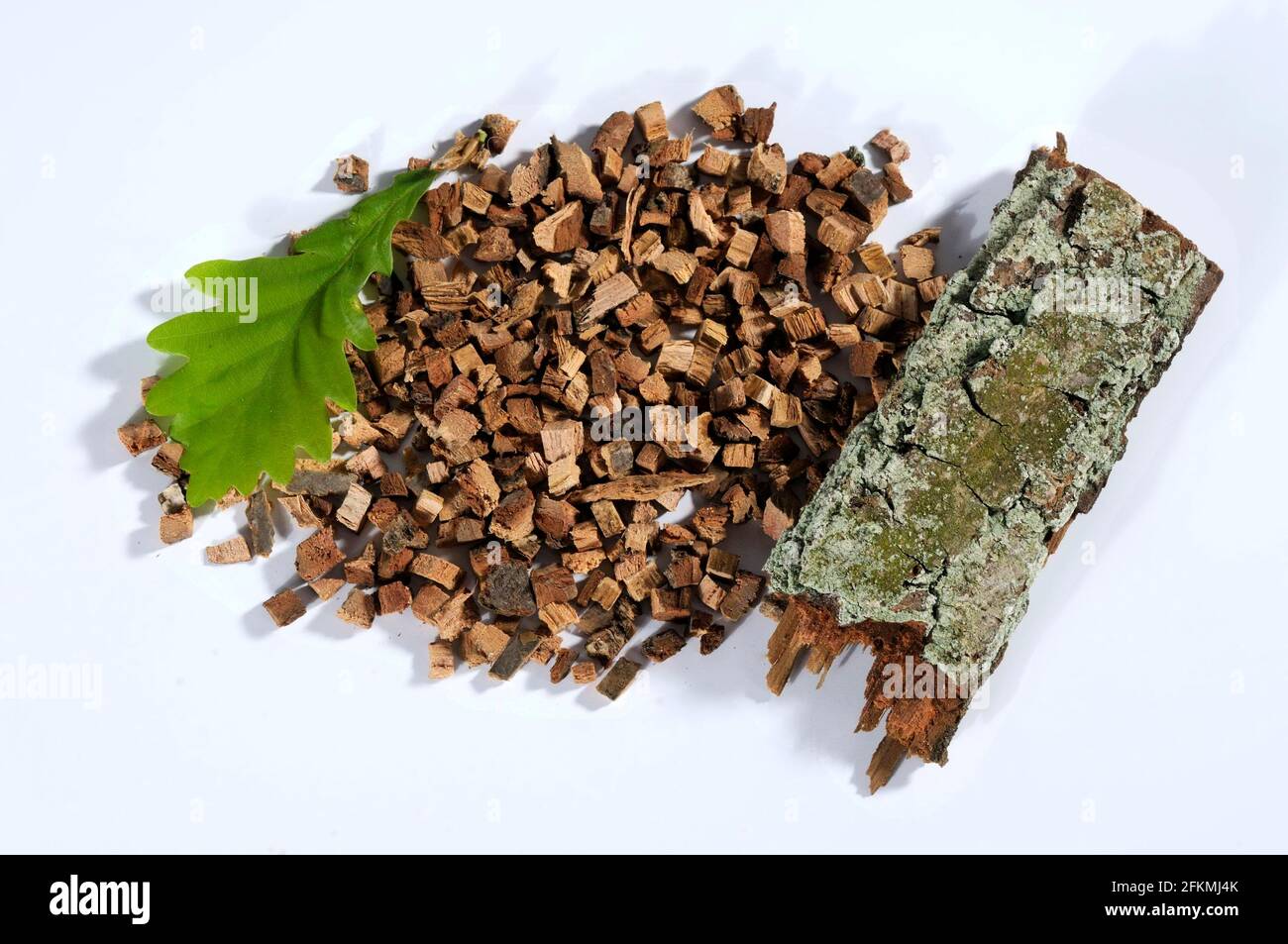 English oak (Quercus robur), bark, oak bark Stock Photo - Alamy
