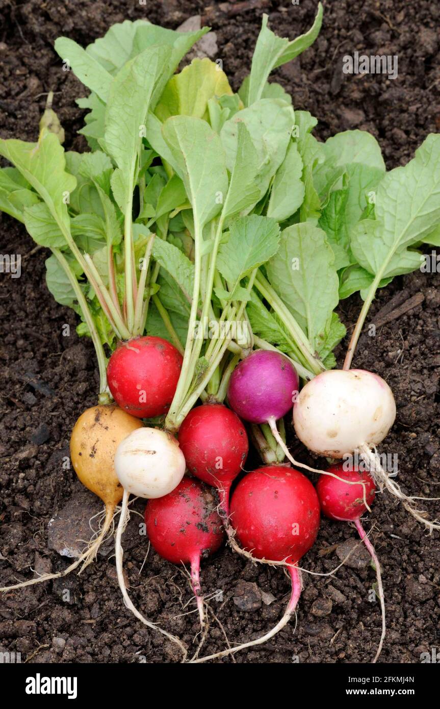 Radish (Raphanus sativus var. sativus Stock Photo - Alamy