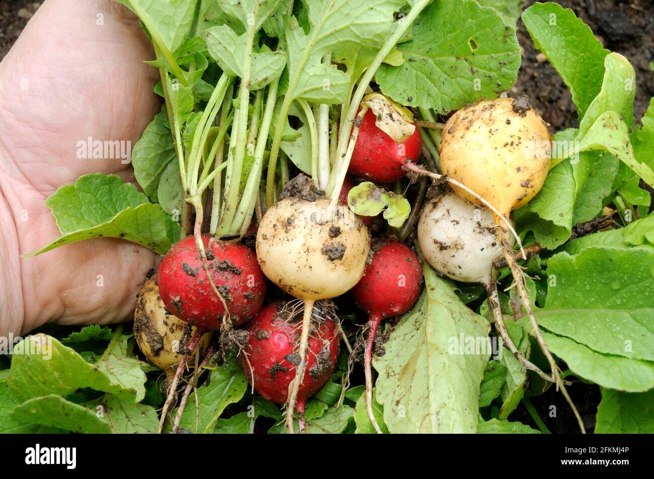 Radish (Raphanus sativus var. sativus Stock Photo - Alamy