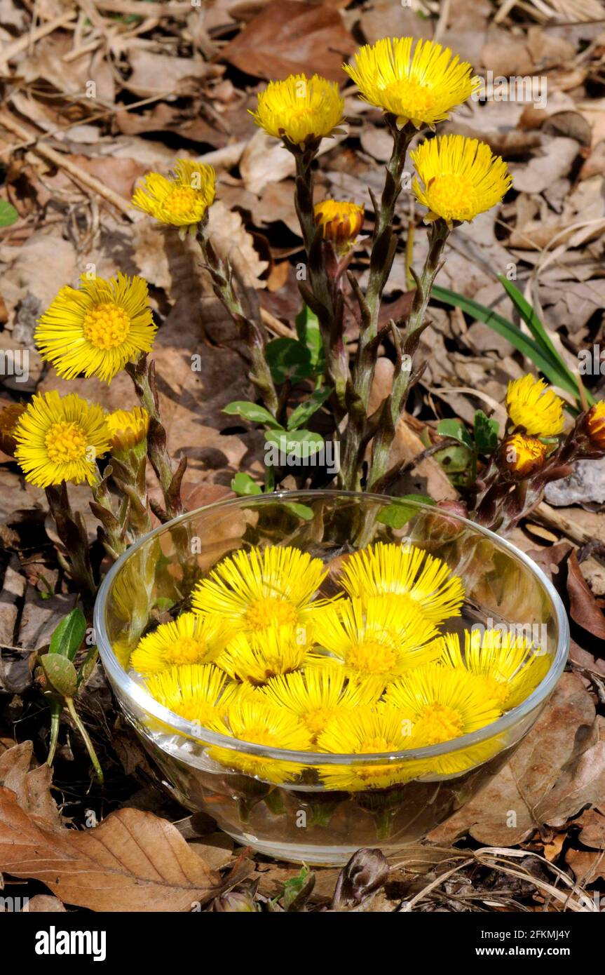 Coltsfoot essence hi-res stock photography and images - Alamy