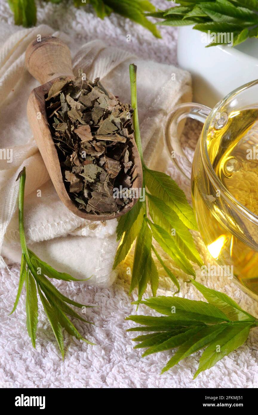 Cup of Ash Leaf Tea, Common Ash (Fraxinus excelsior), High Ash, Ash ...