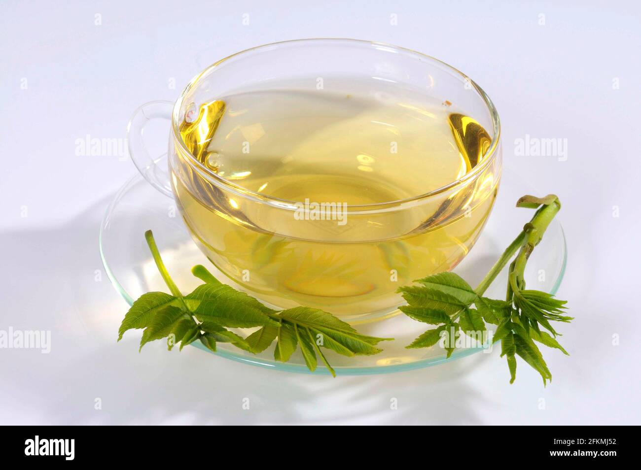 Cup of Ash Leaf Tea, Common Ash (Fraxinus excelsior), High Ash, Ash ...