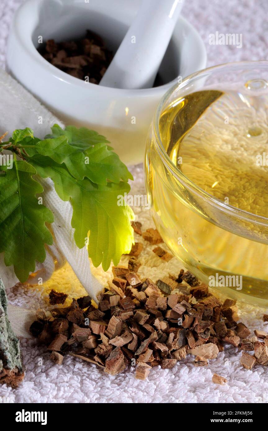 Cup of oak bark tea, oak bark tea, oak bark, English oak, summer oak ...
