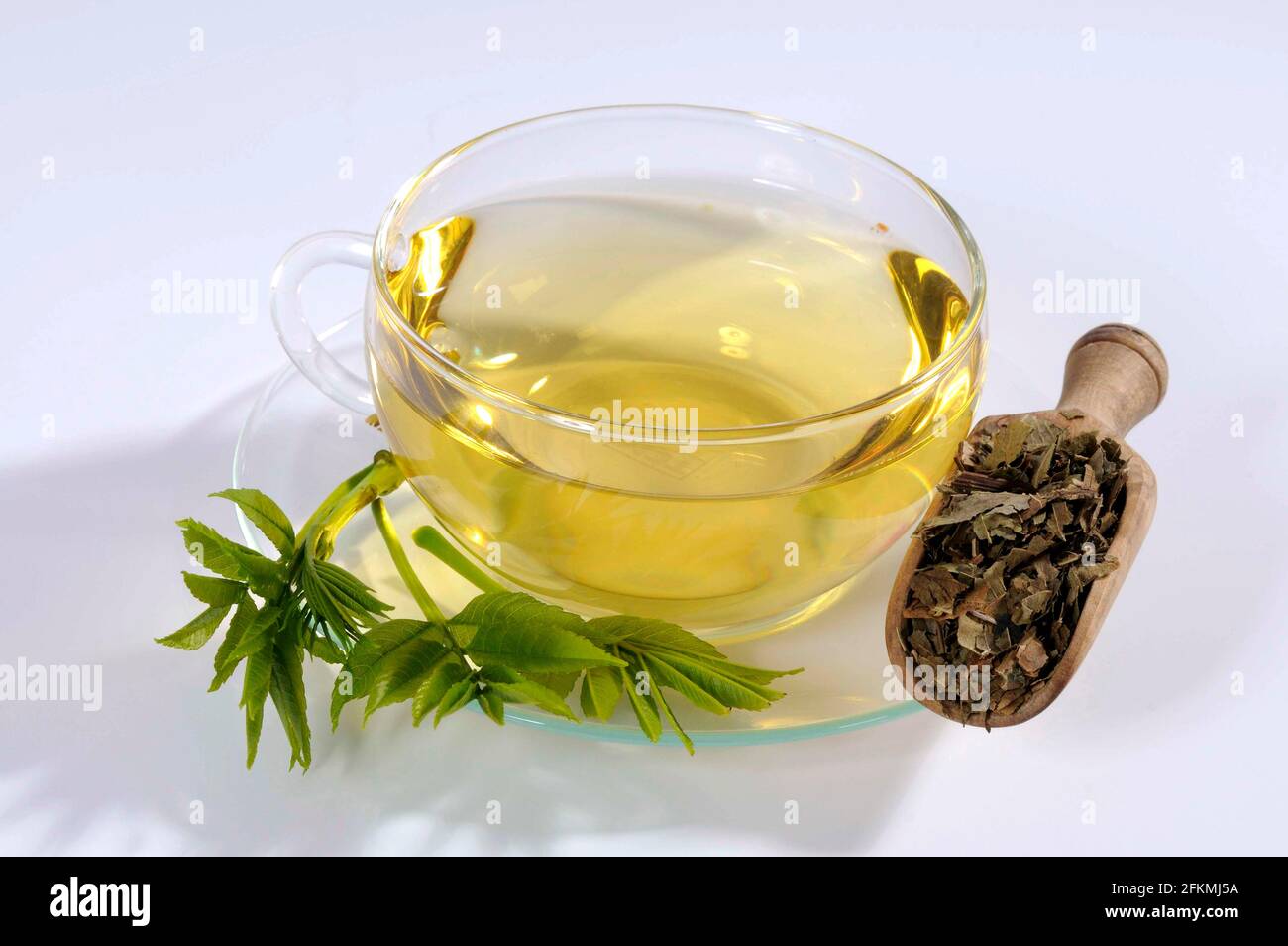 Cup of Ash Leaf Tea, Common Ash (Fraxinus excelsior), High Ash, Ash ...