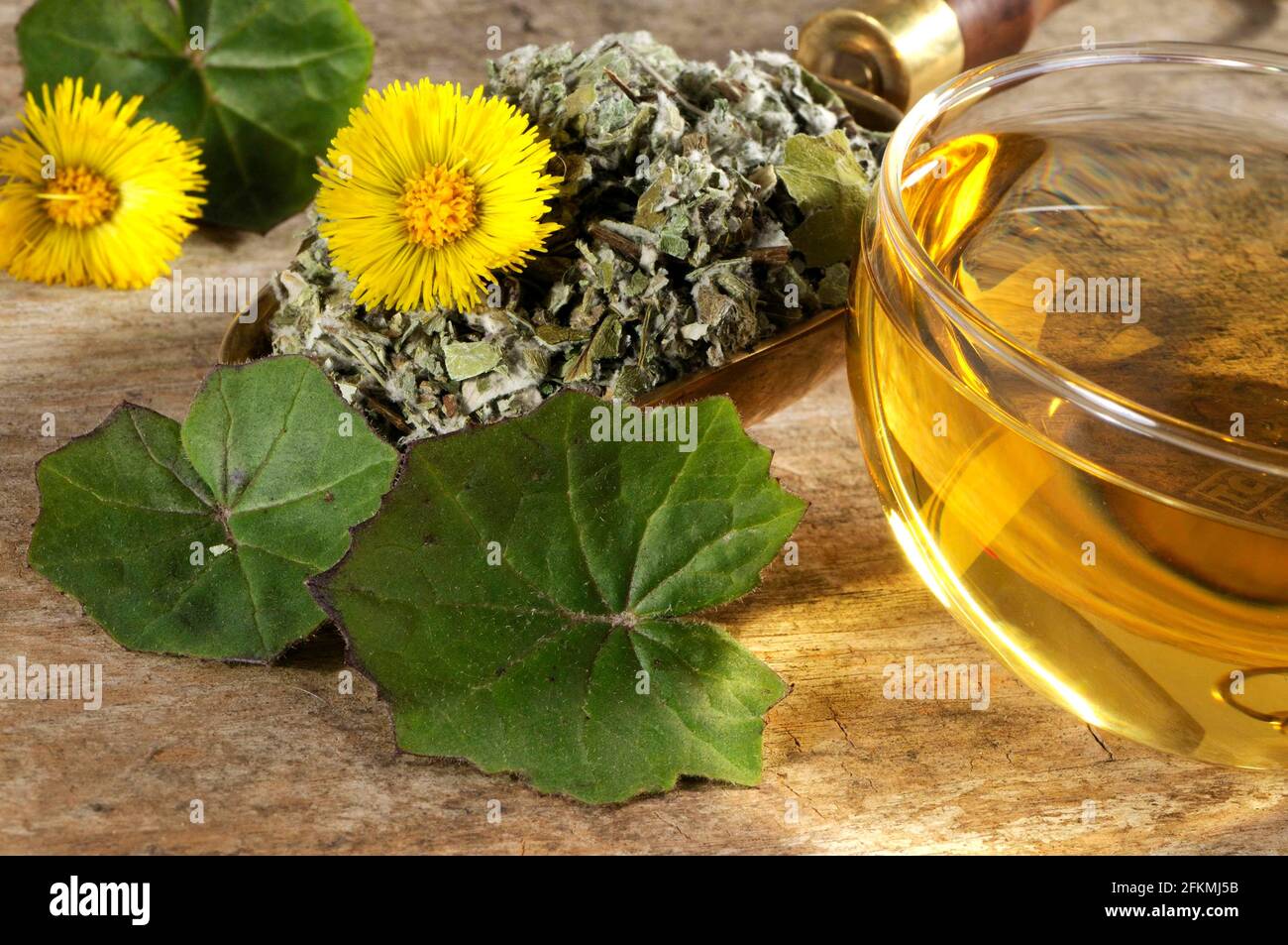 Cup of coltsfoot tea (Tussilago farfara Stock Photo - Alamy