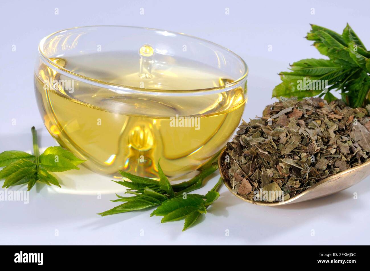 Cup of Ash Leaf Tea, Common Ash (Fraxinus excelsior), High Ash, Ash ...