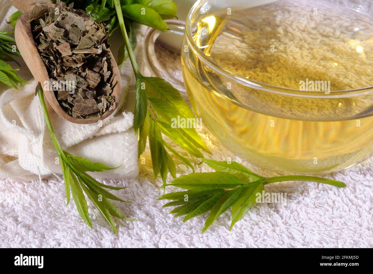 Cup of Ash Leaf Tea, Common Ash (Fraxinus excelsior), High Ash, Ash ...