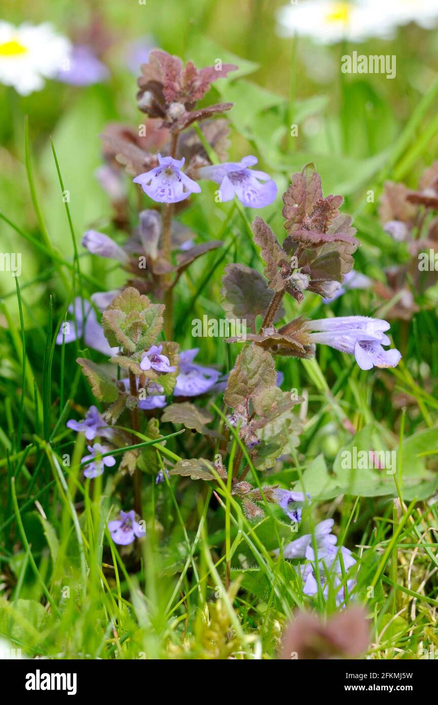 Gundermann plant hi-res stock photography and images - Alamy