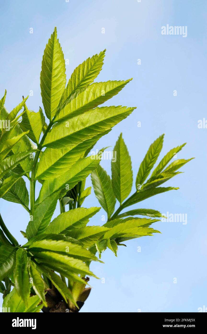 High ash tree hi-res stock photography and images - Alamy