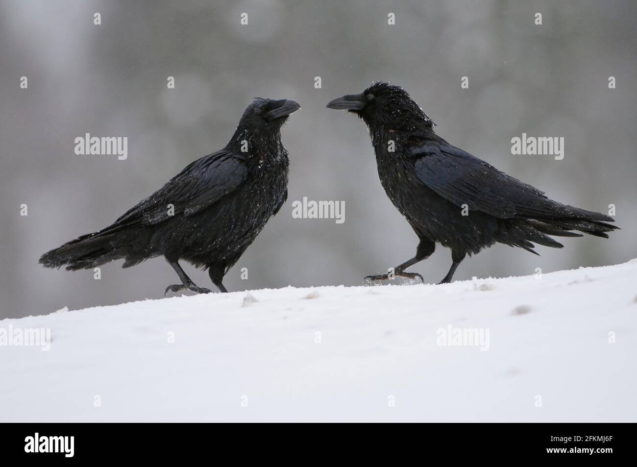 Raven couple hi-res stock photography and images - Alamy
