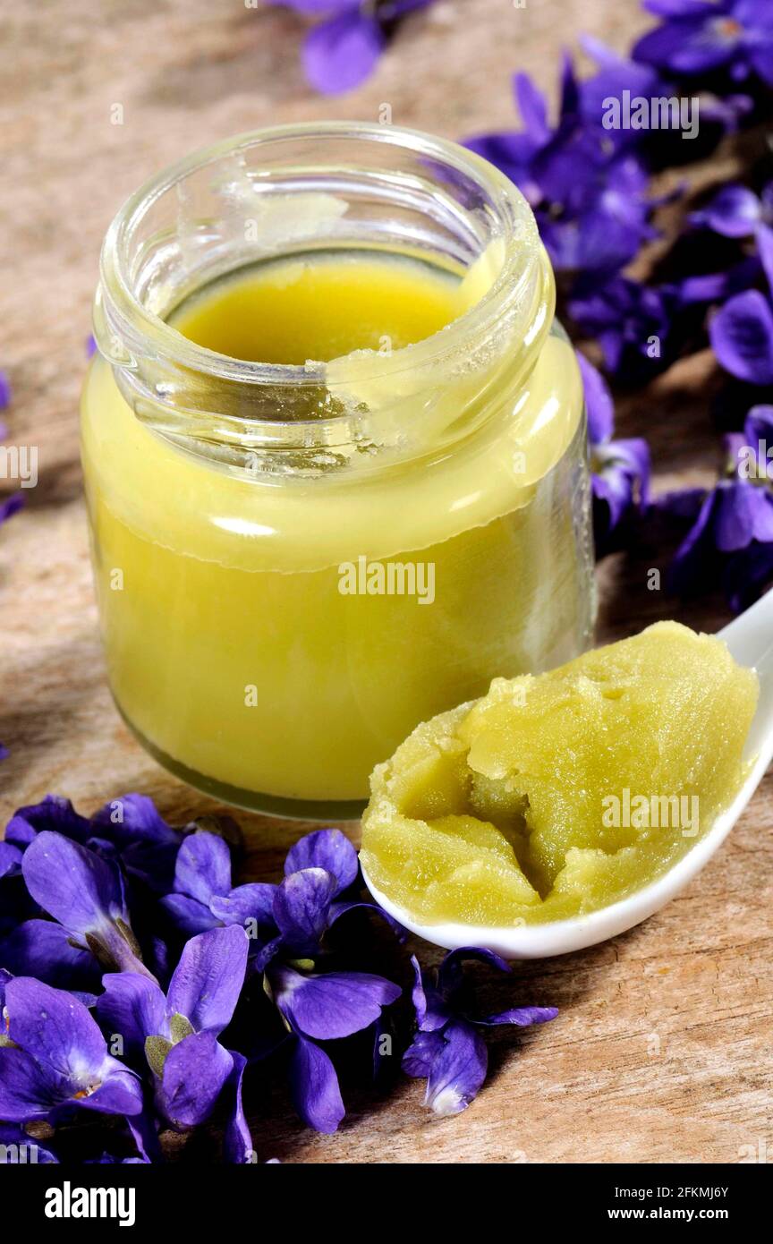 Wood violet (Viola odorata), sweet violet, fragrant violet, violet ...