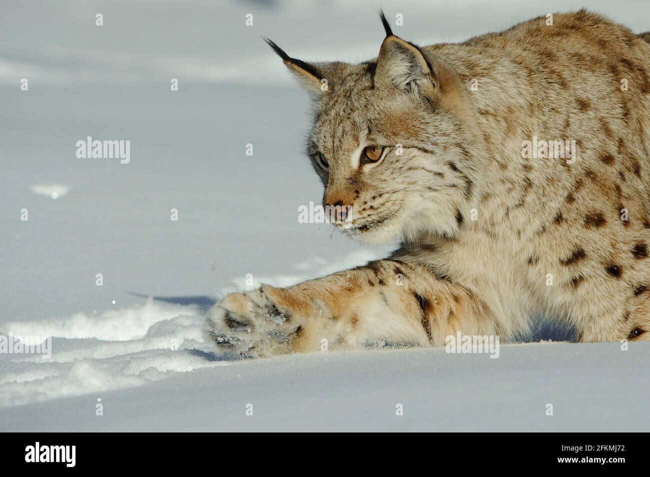 Eurasian lynx (Lynx lynx), , Paw Stock Photo - Alamy