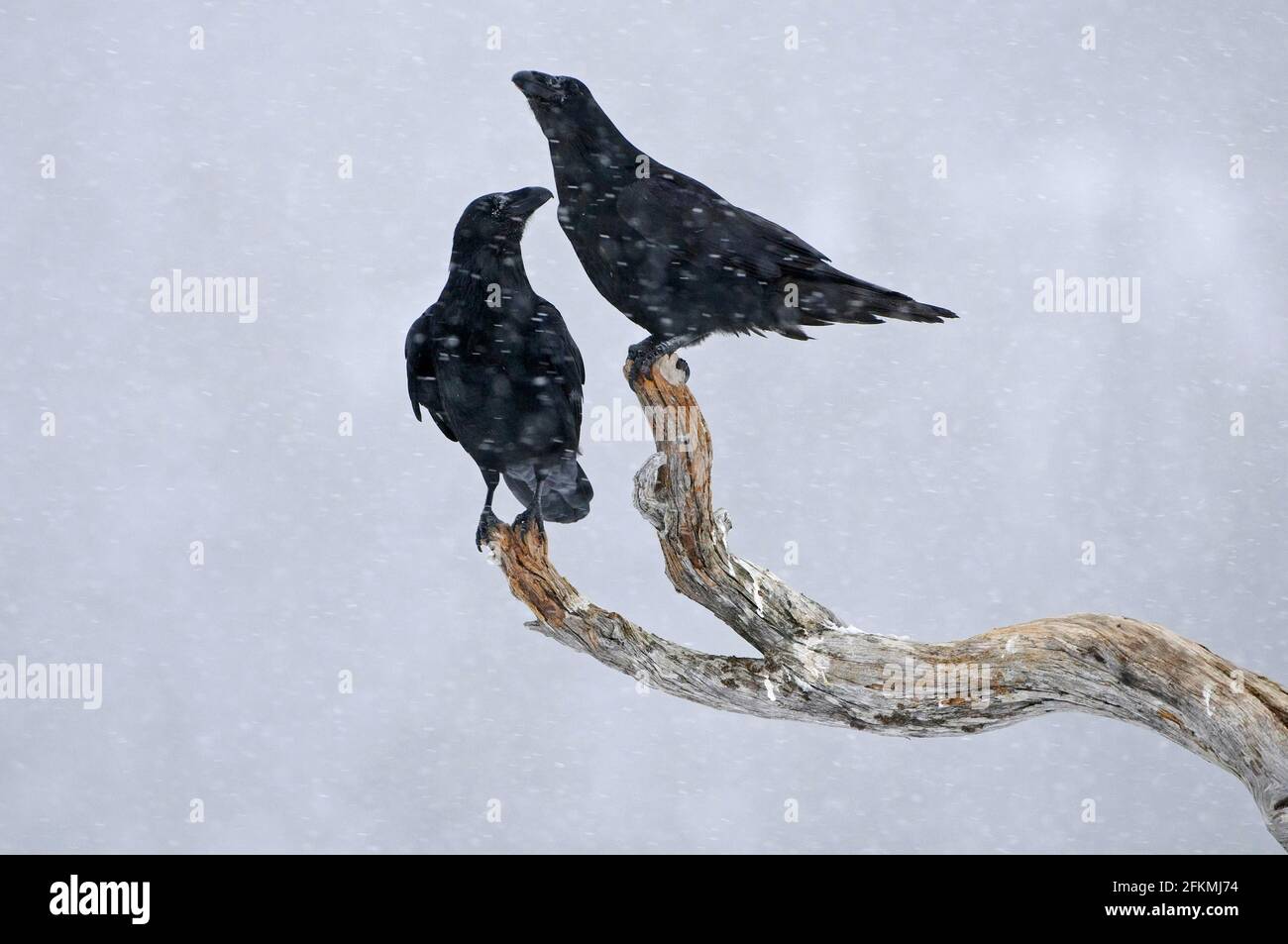 Common raven (Corvus corax), couple in winter, Norway Stock Photo - Alamy