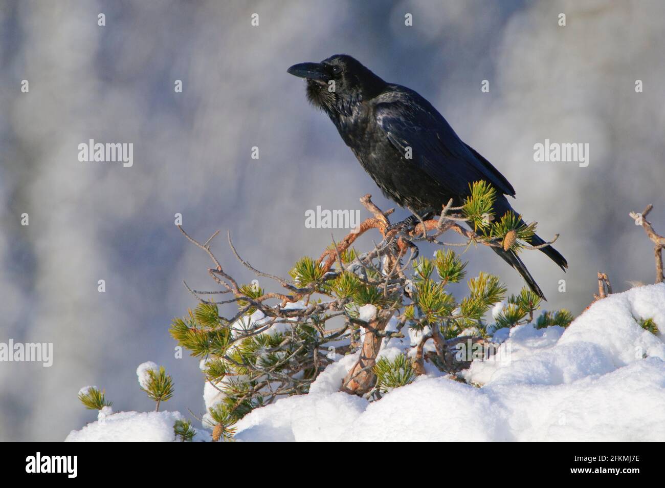 Common raven scandinavia hi-res stock photography and images - Alamy