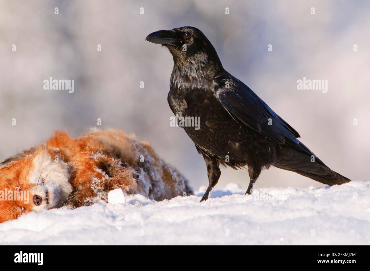 Common raven on snow hi-res stock photography and images - Alamy
