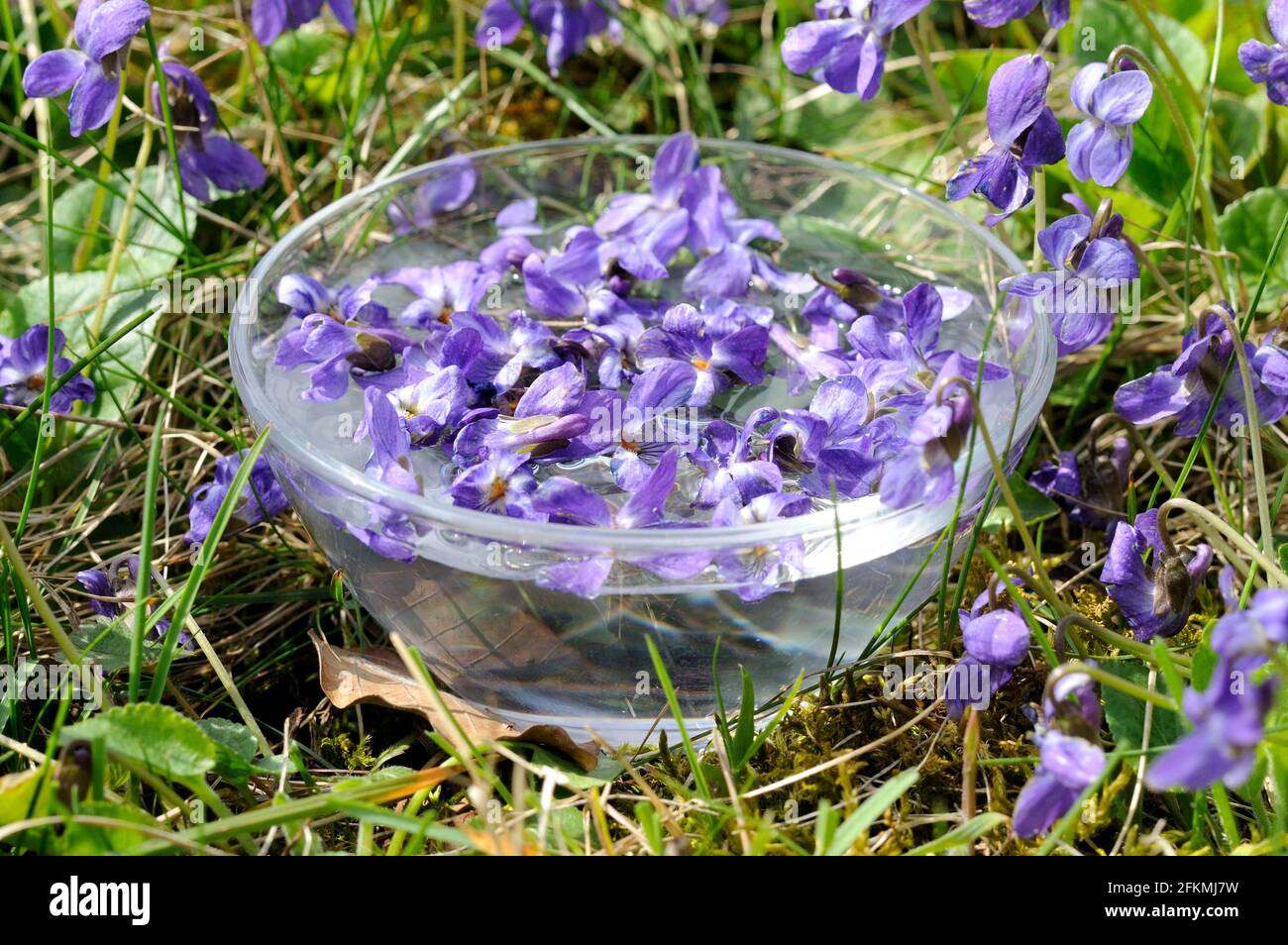 Wood violet (Viola odorata), flowers in bowl with water, violet essence ...