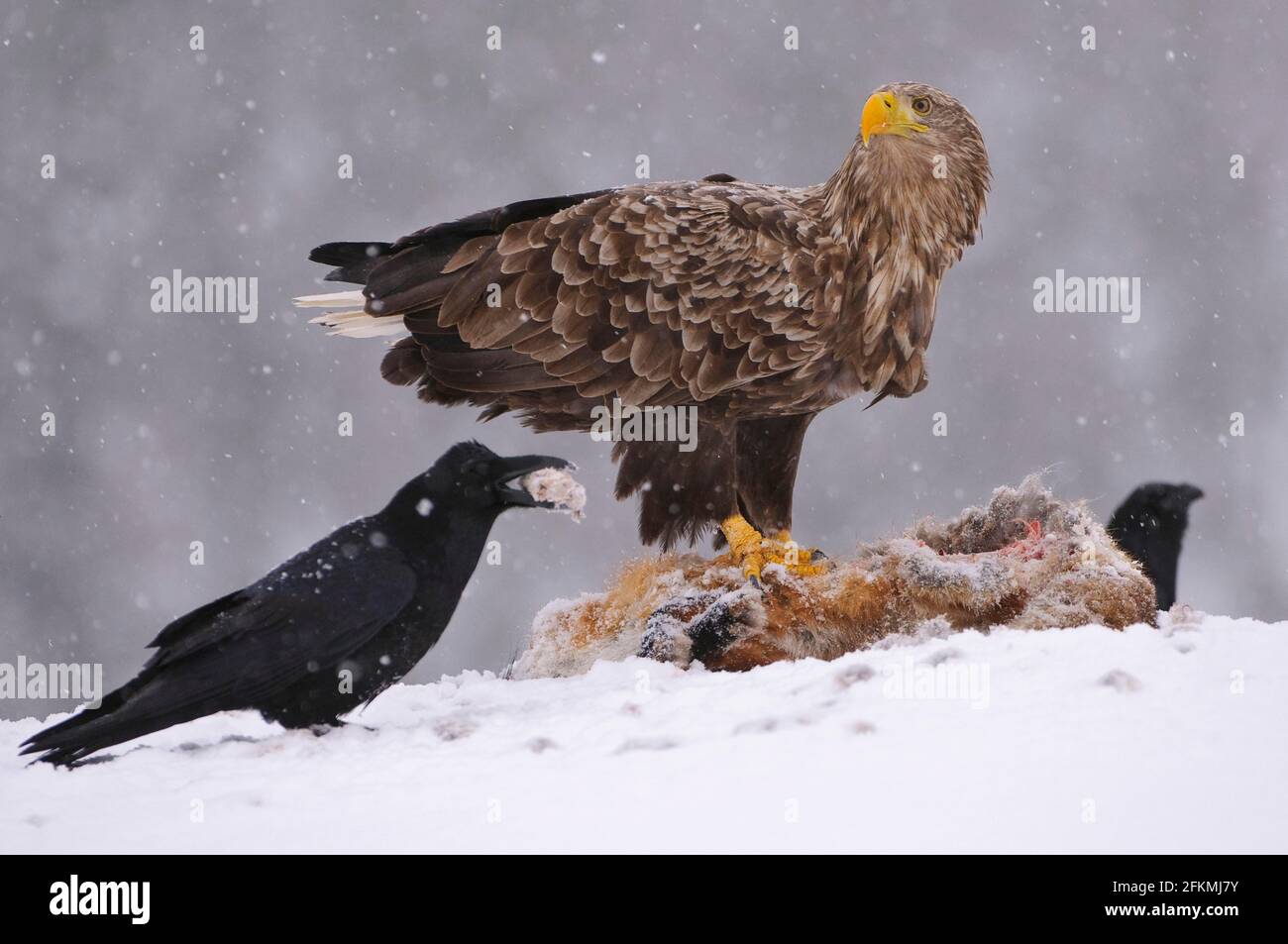 Raven snow fox hi-res stock photography and images - Alamy