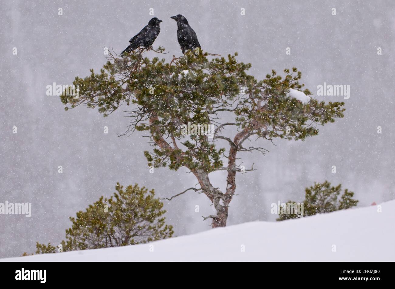 Raven in winter norway hi-res stock photography and images - Alamy