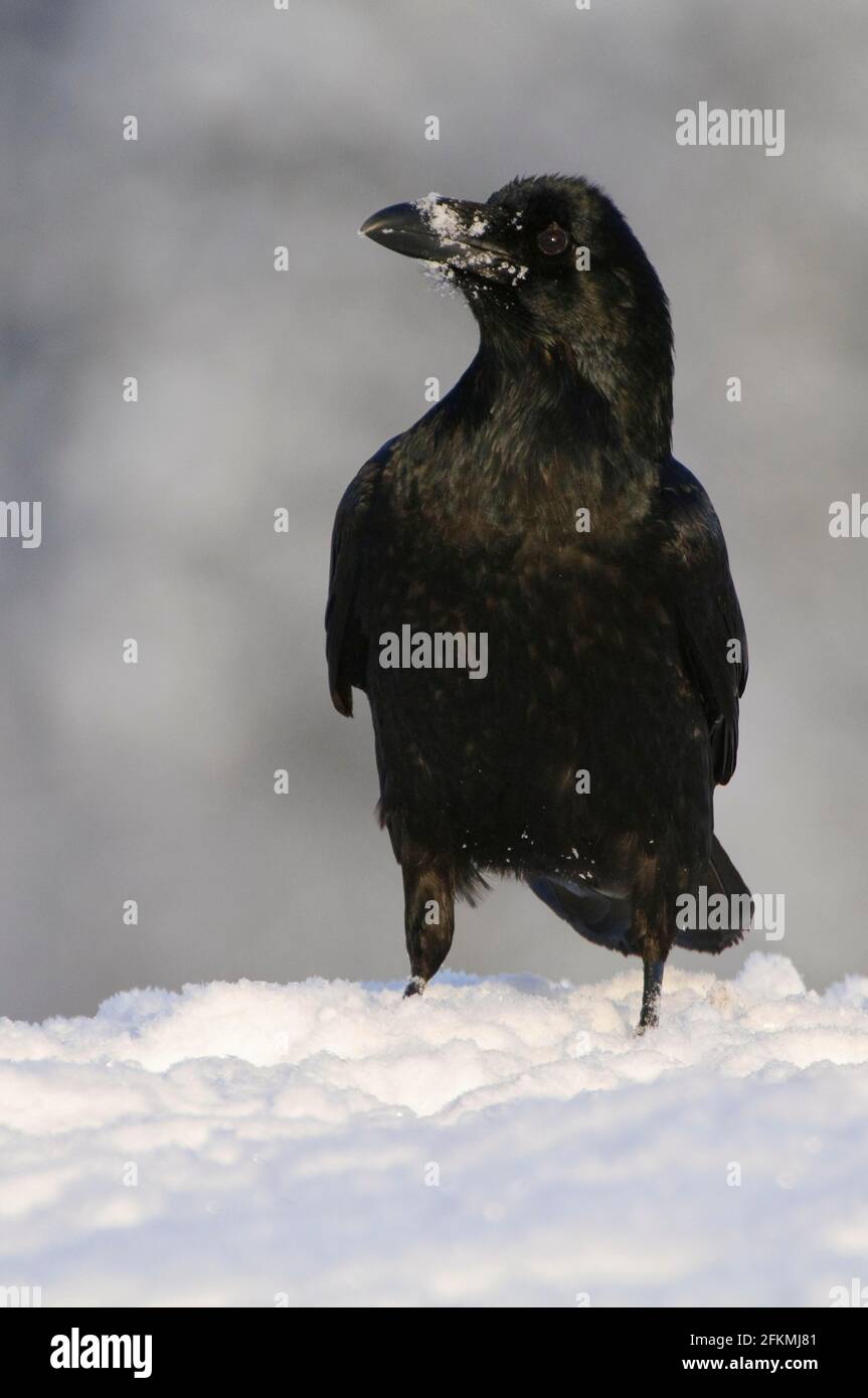 Common raven scandinavia hi-res stock photography and images - Alamy