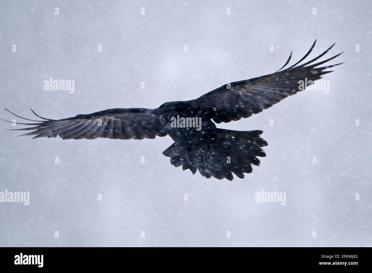 Common raven (Corvus corax) in winter, snow drift, Norway Stock Photo ...