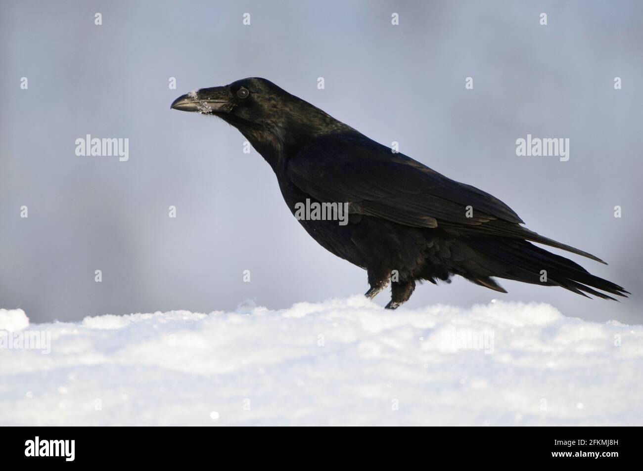 Common raven scandinavia hi-res stock photography and images - Alamy