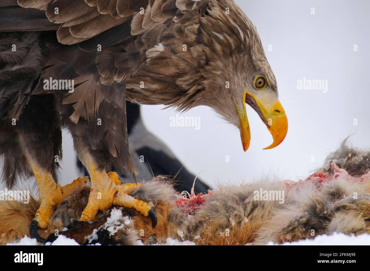 White-tailed eagle (Haliaeetus albicilla) on fox carcass, red fox ...