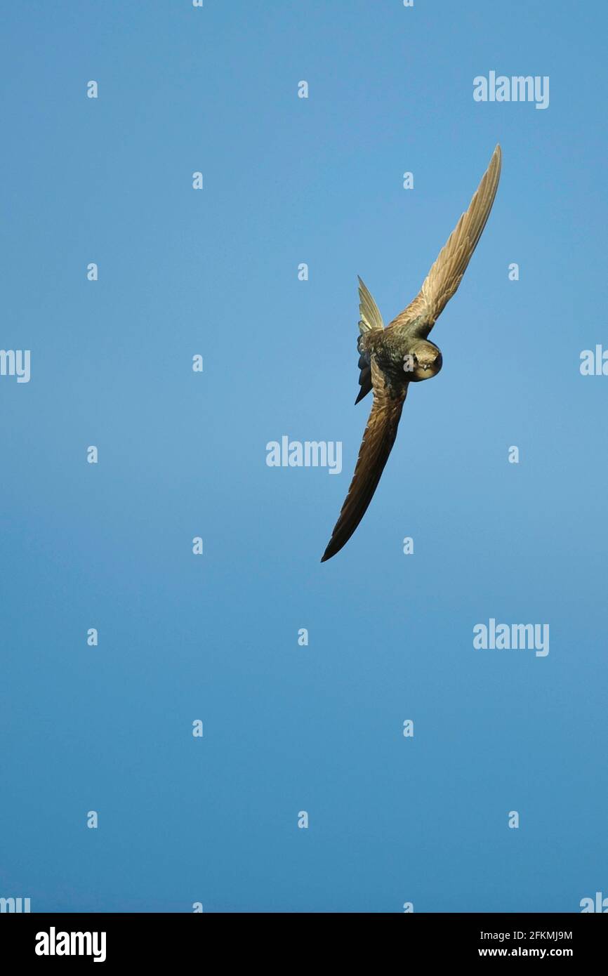 Common Swift (Apus apus), optional Stock Photo - Alamy