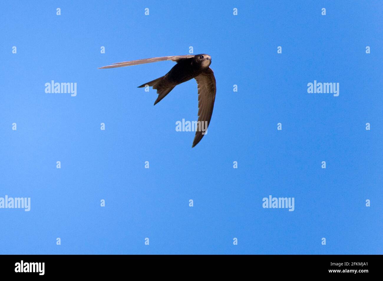 Common Swift (Apus apus), optional Stock Photo - Alamy