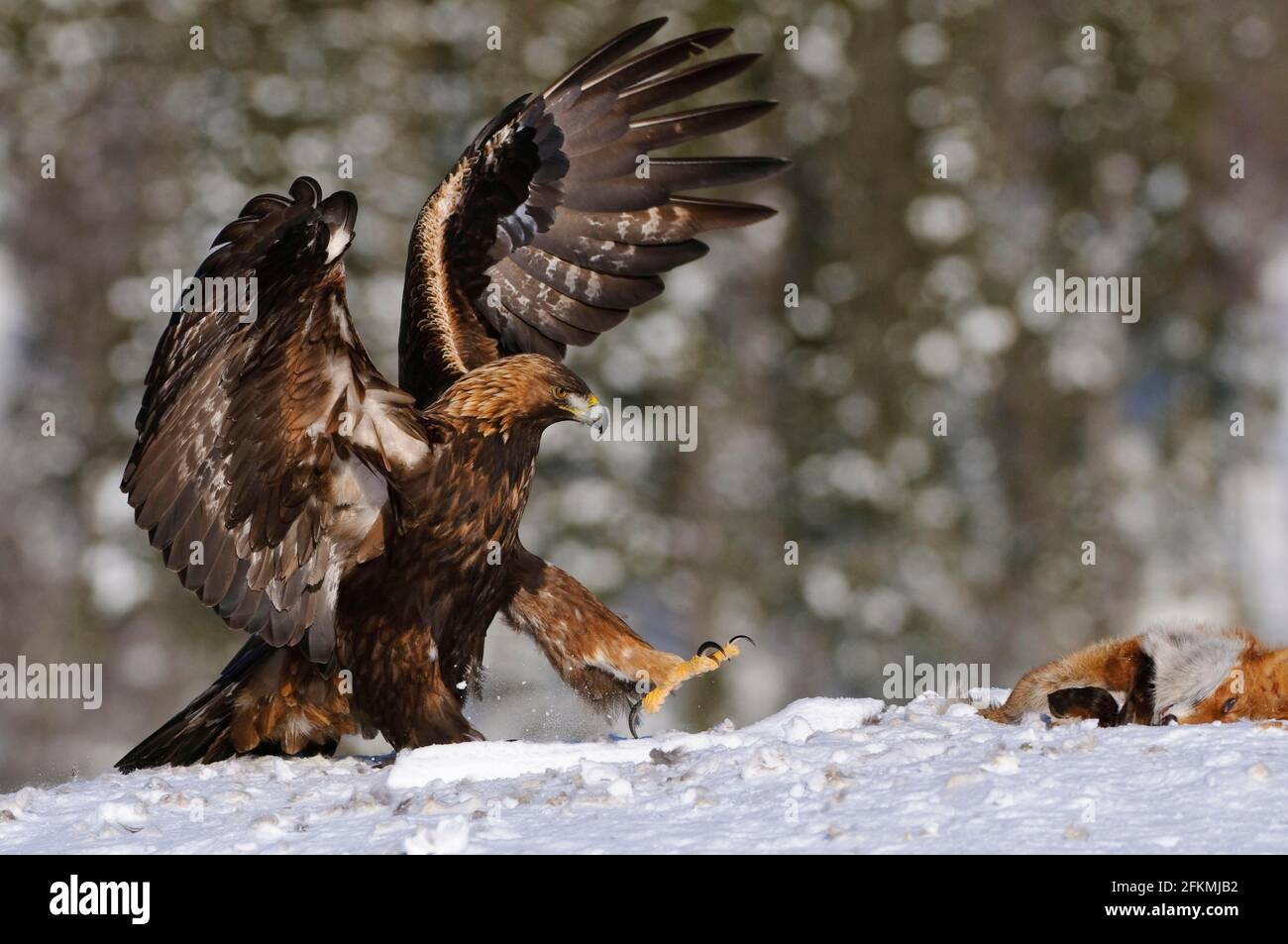 Golden eagle (Aquila chrysaetos) with fox carcass, Norway Stock Photo ...