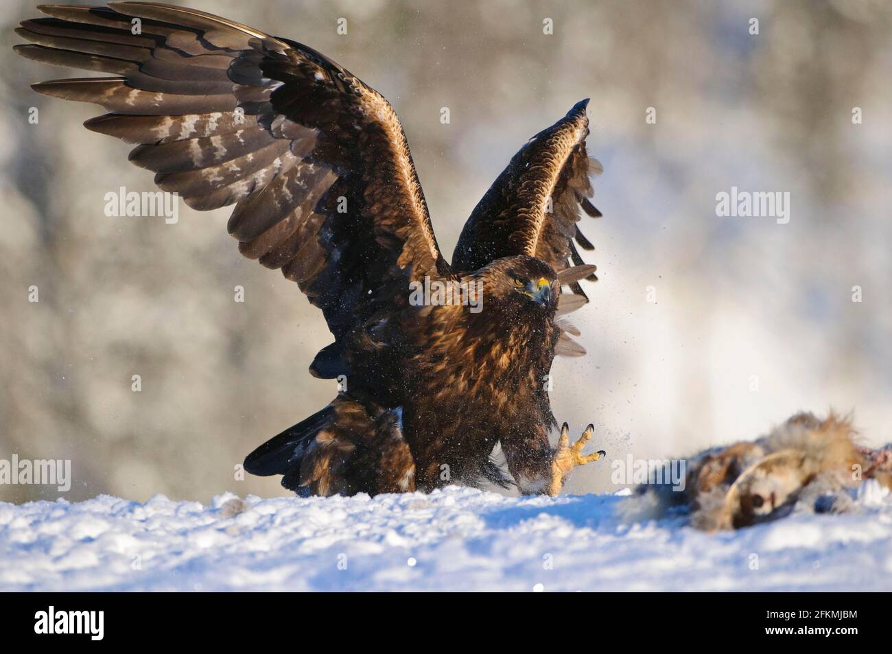 Golden eagle (Aquila chrysaetos) with fox carcass, Norway Stock Photo ...