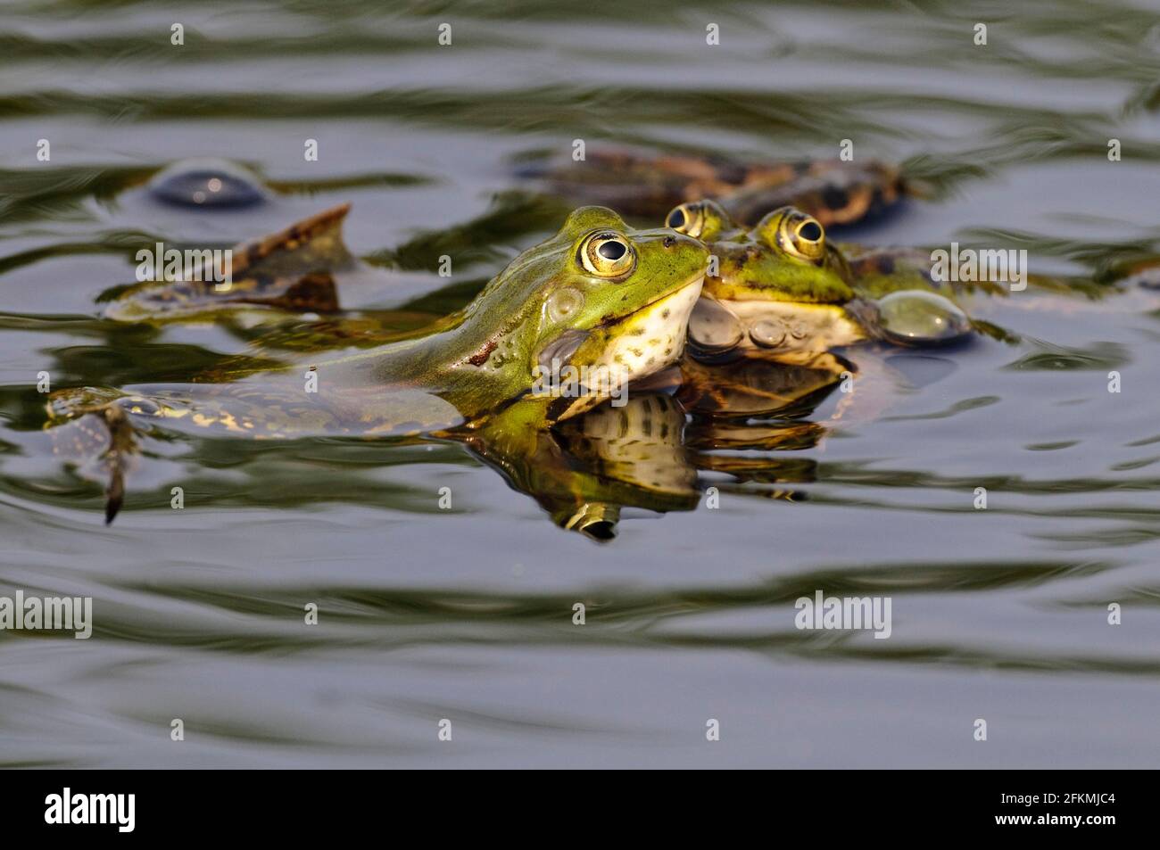 Water frogs (Rana esculenta), Germany Stock Photo - Alamy