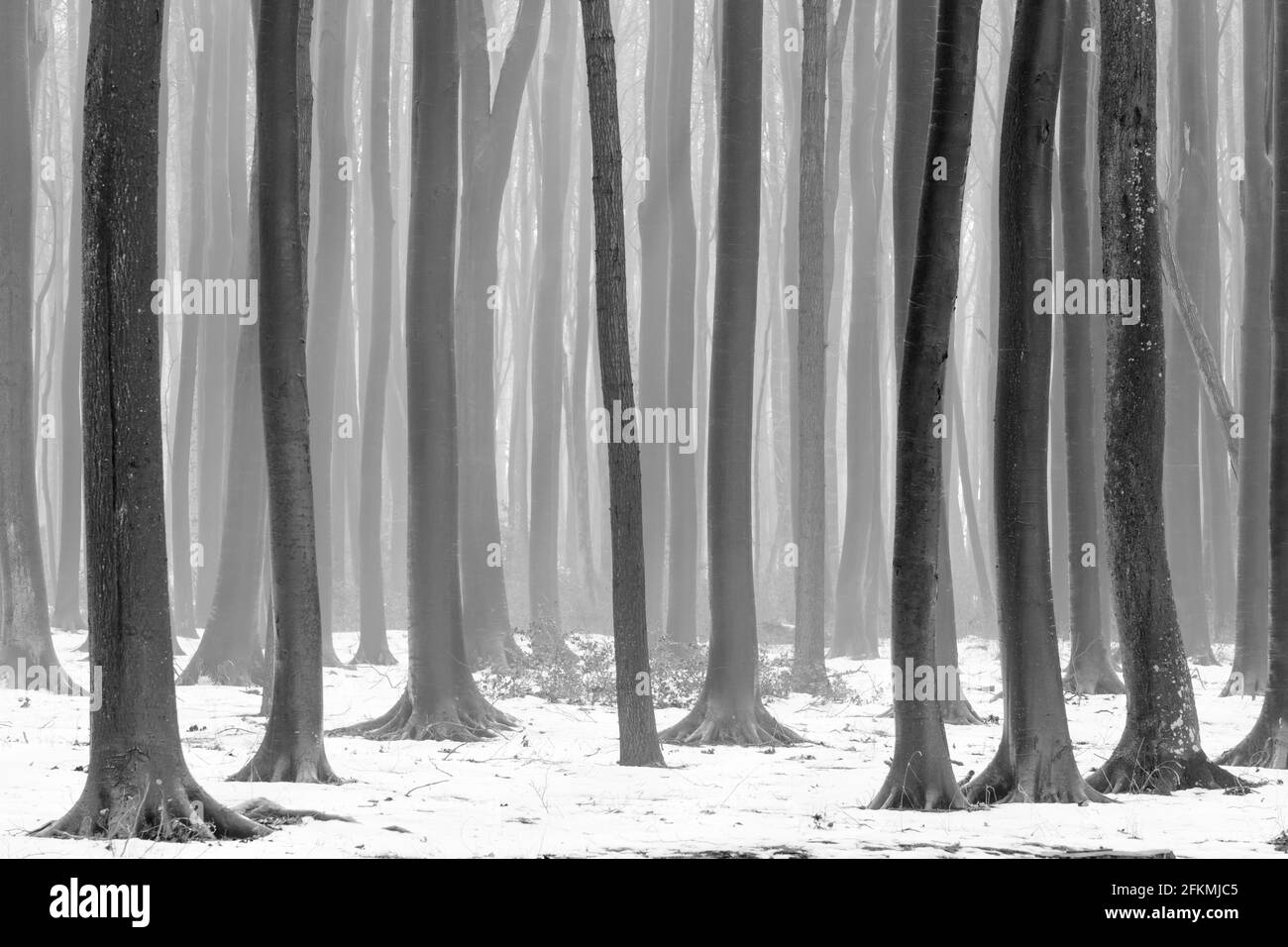 Ghost forest nienhagen mecklenburg vorpommern germany hi-res stock ...