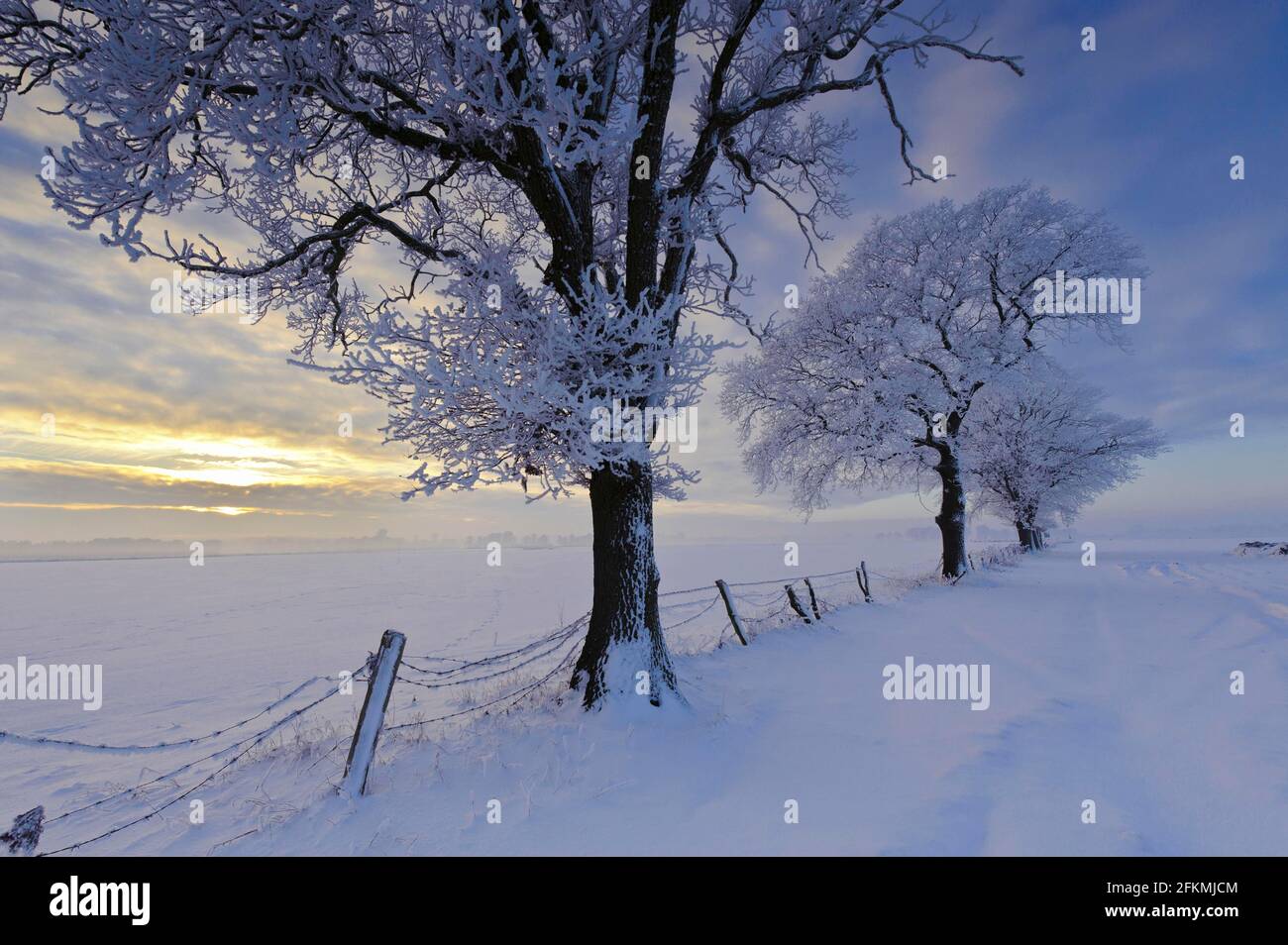 Pasture fence, oak trees, Germany Stock Photo - Alamy