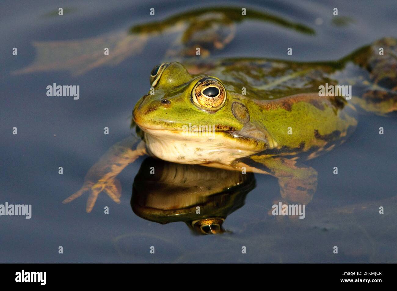 Water frog (Rana esculenta), Germany Stock Photo - Alamy