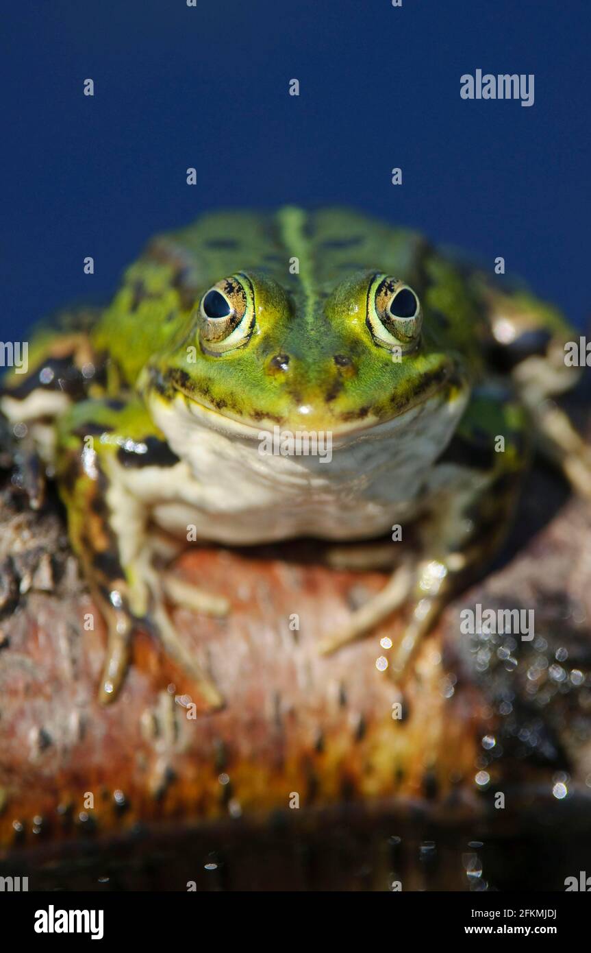 Water frog (Rana esculenta), Germany Stock Photo - Alamy