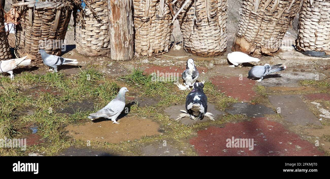 Pigeons on cliffs hi-res stock photography and images - Alamy