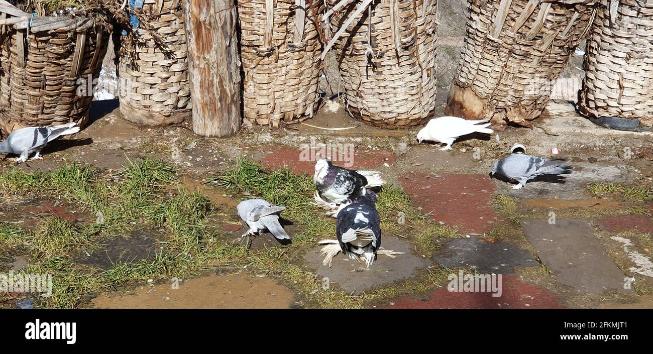 Pigeons on cliffs hi-res stock photography and images - Alamy