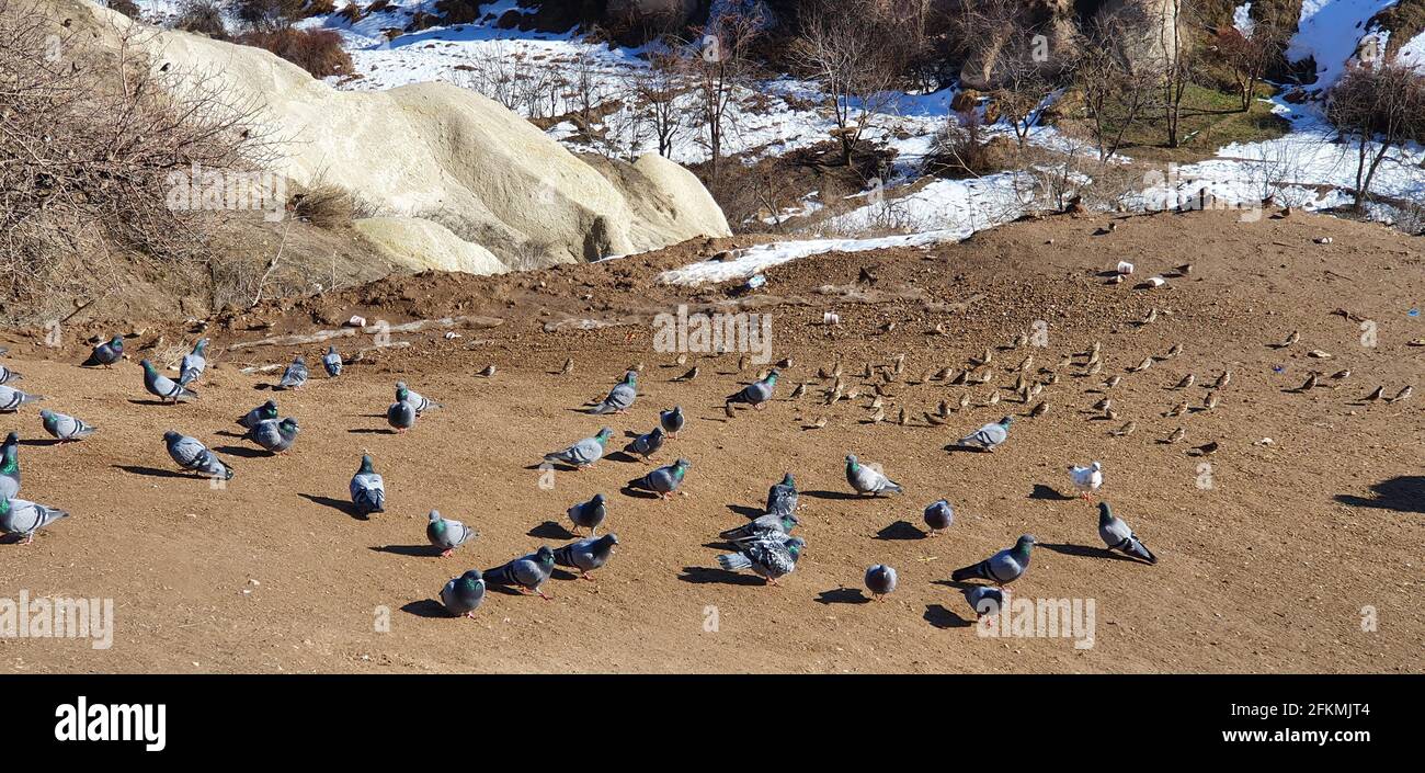 Pigeons on cliffs hi-res stock photography and images - Alamy