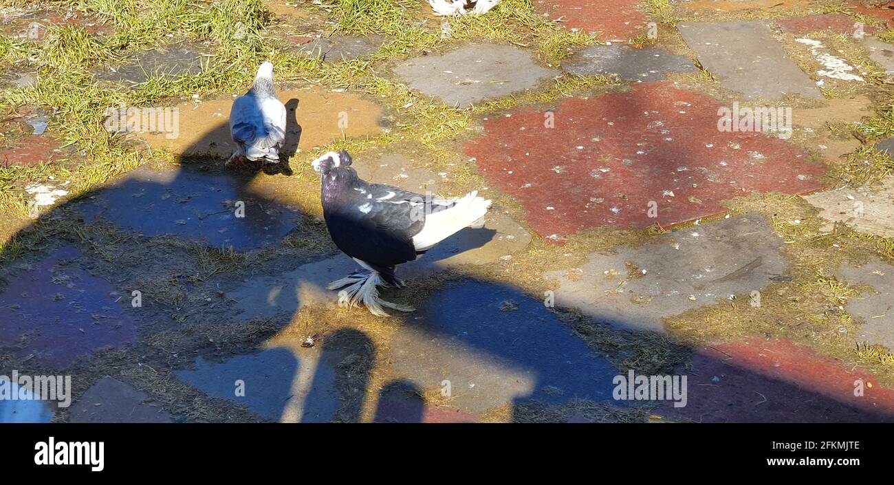 Pigeons on cliffs hi-res stock photography and images - Alamy