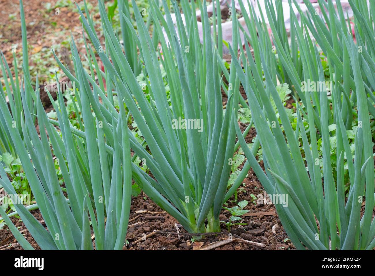 Onion farming asia hi-res stock photography and images - Alamy