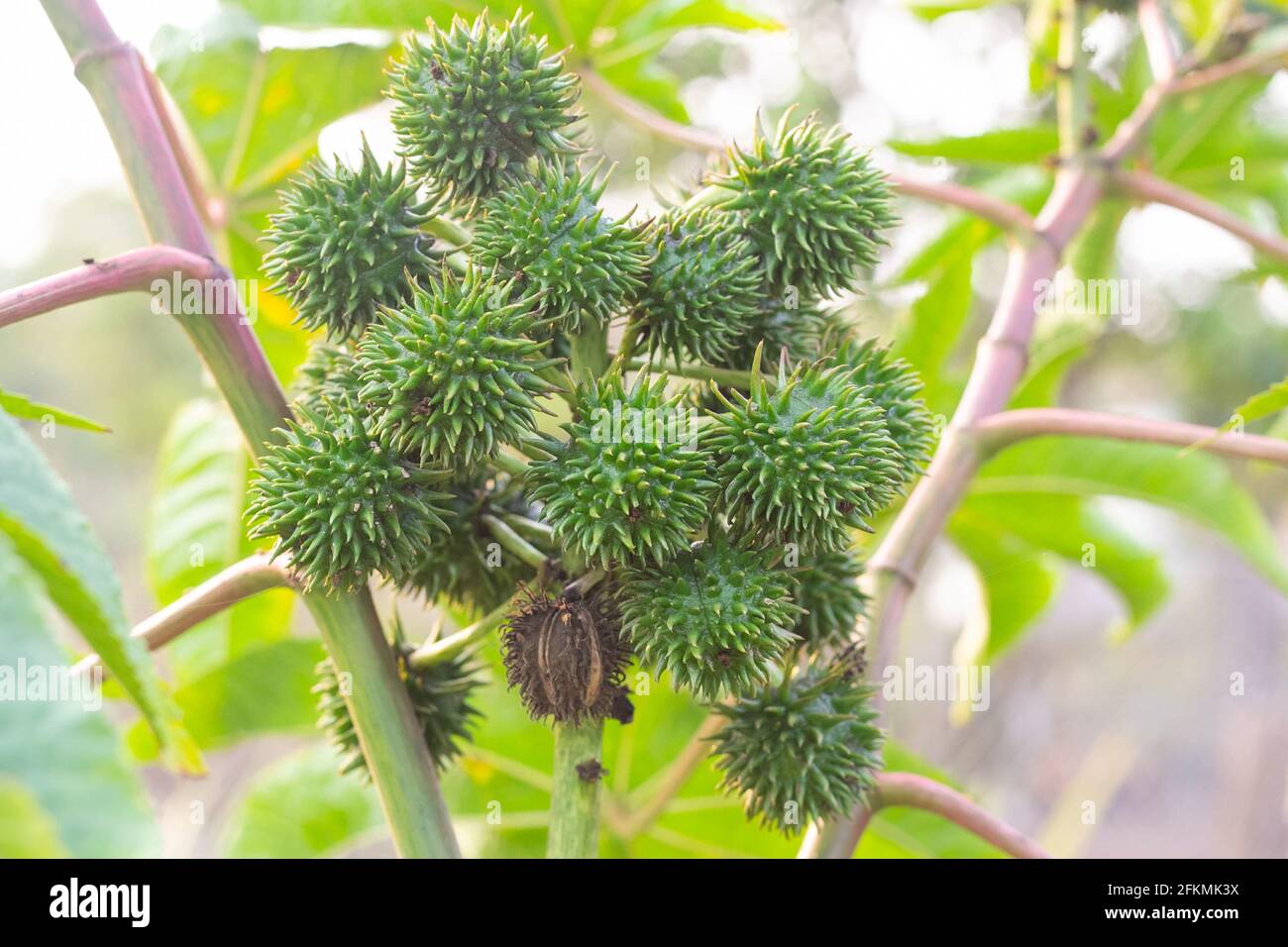 Castor oil plant, asia Castor fruits green Castor oil image Stock Photo ...