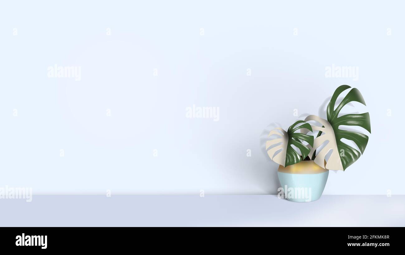 Decorative monstera tree planted in white ceramic pot isolated on white ...