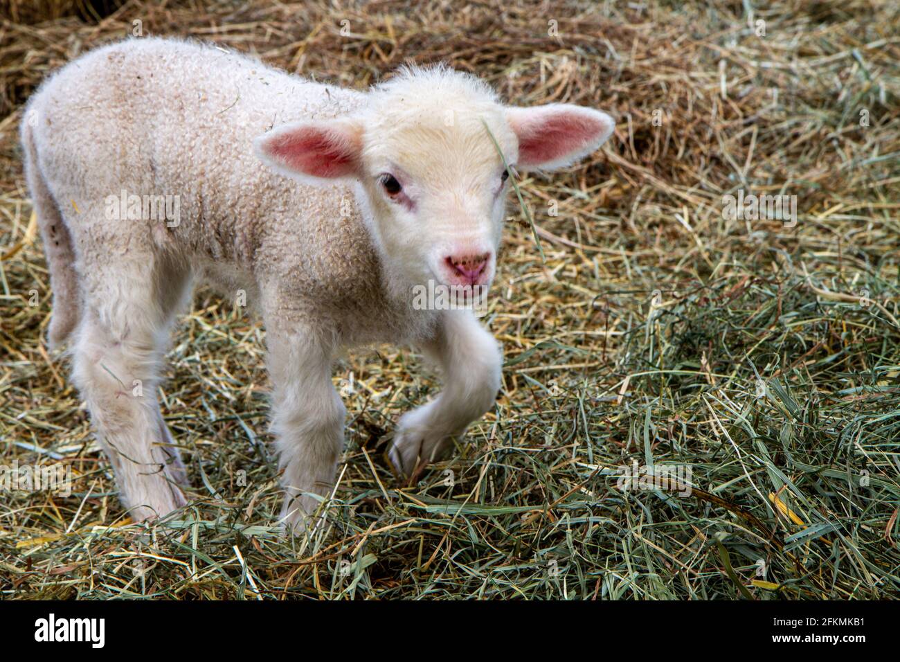 Merino Sheep