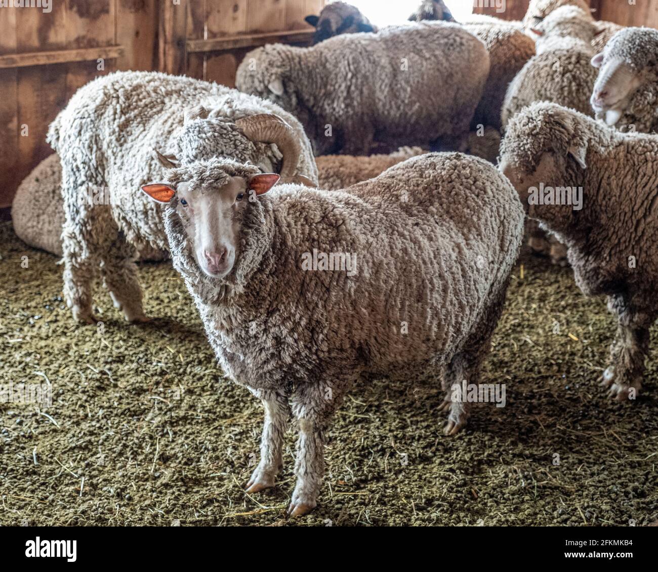 Merino sheep in the barn Stock Photo - Alamy