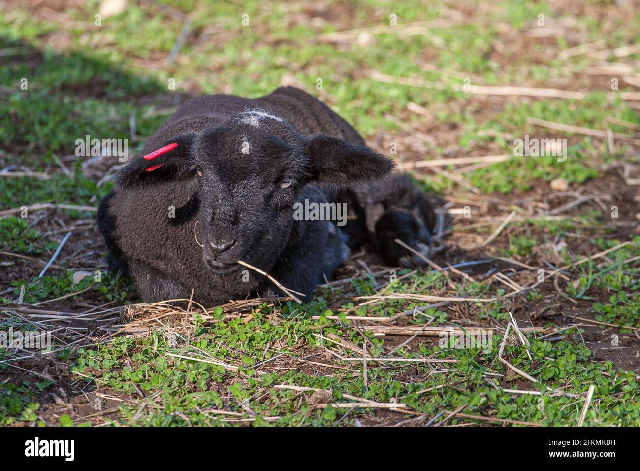 A newborn merino lamb resting in the barnyard Stock Photo - Alamy