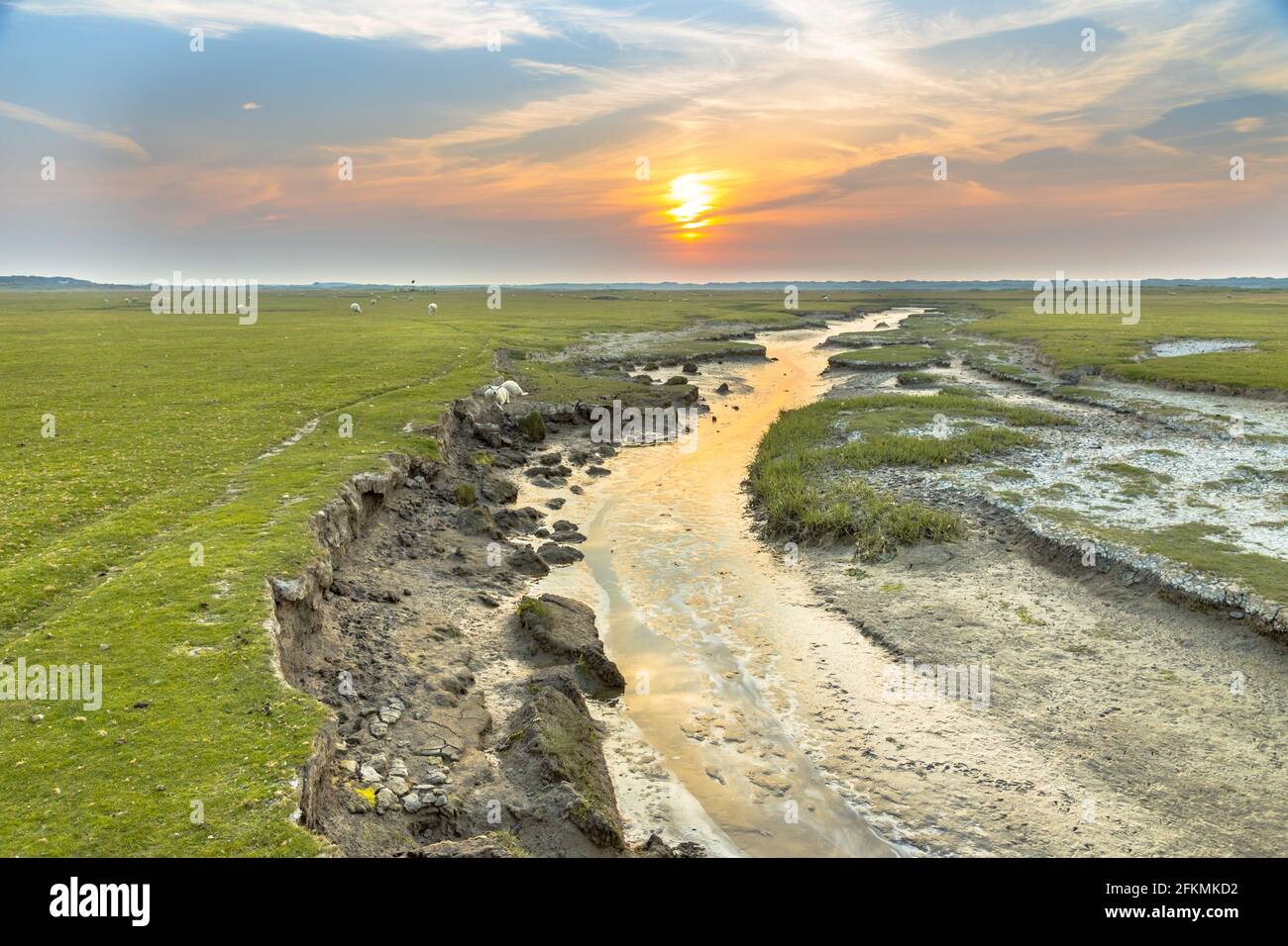 Tidal channel in salt marshland with natural meandering drainage system ...