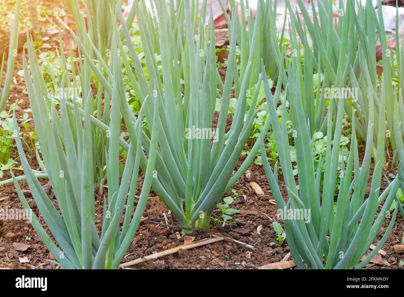 Biggest Onion Plants