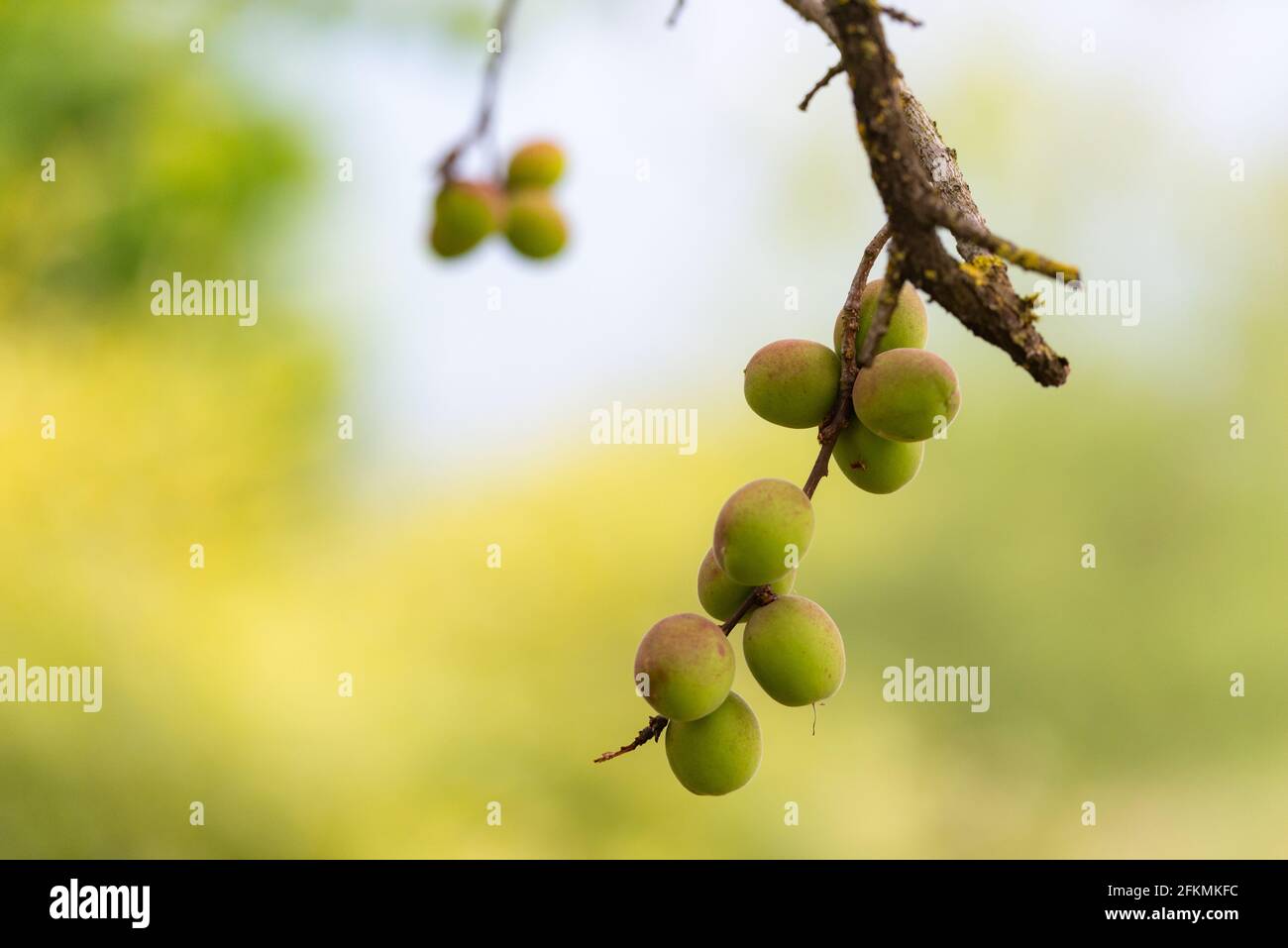 Prunus cerasifera berries hi-res stock photography and images - Alamy